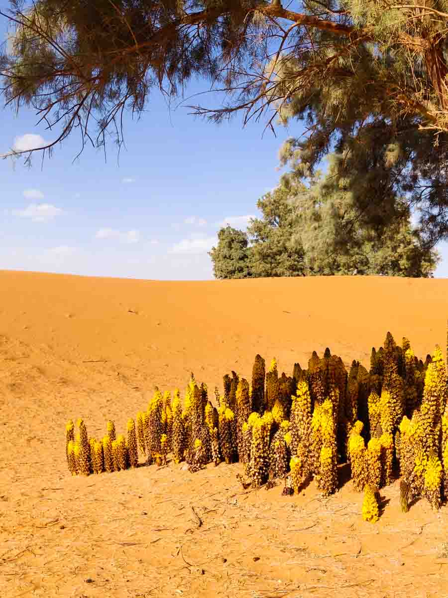 All you need to know about visiting the deserts of Morocco | Not Scared ...